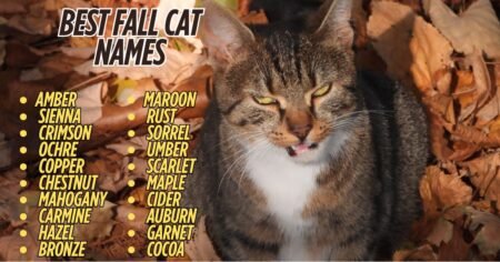 1400+ Best Fall Cat Names (Cool And Catchy Ideas) 2025