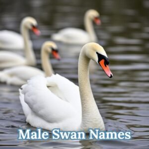 600+ Beautiful and Unique Swan Names for Your Graceful Friend